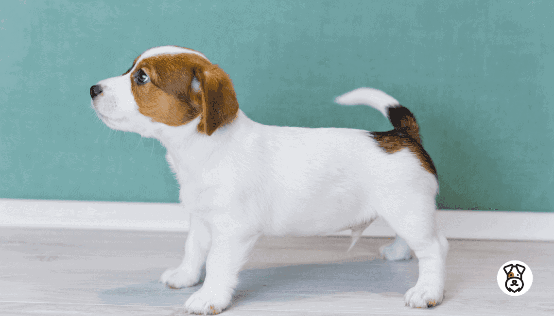 Why Do Dogs Have A Tail? 6 Surprising Reasons You Might Not Know ...