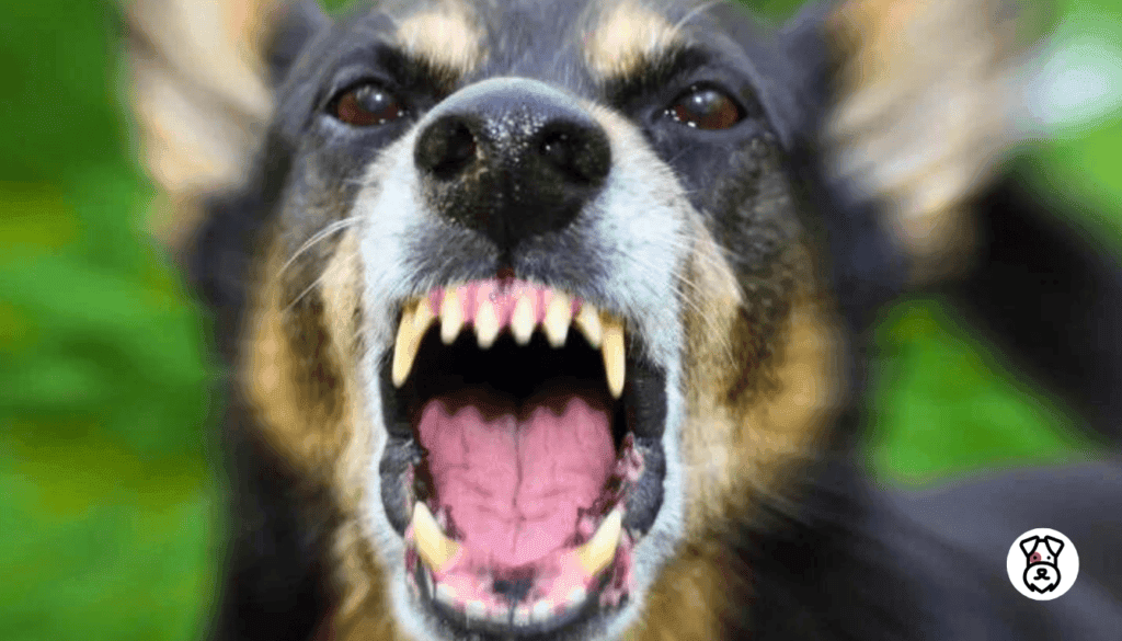 Rabies In Dogs: Symptoms, Causes, & Prevention - DOGGYTASTIC