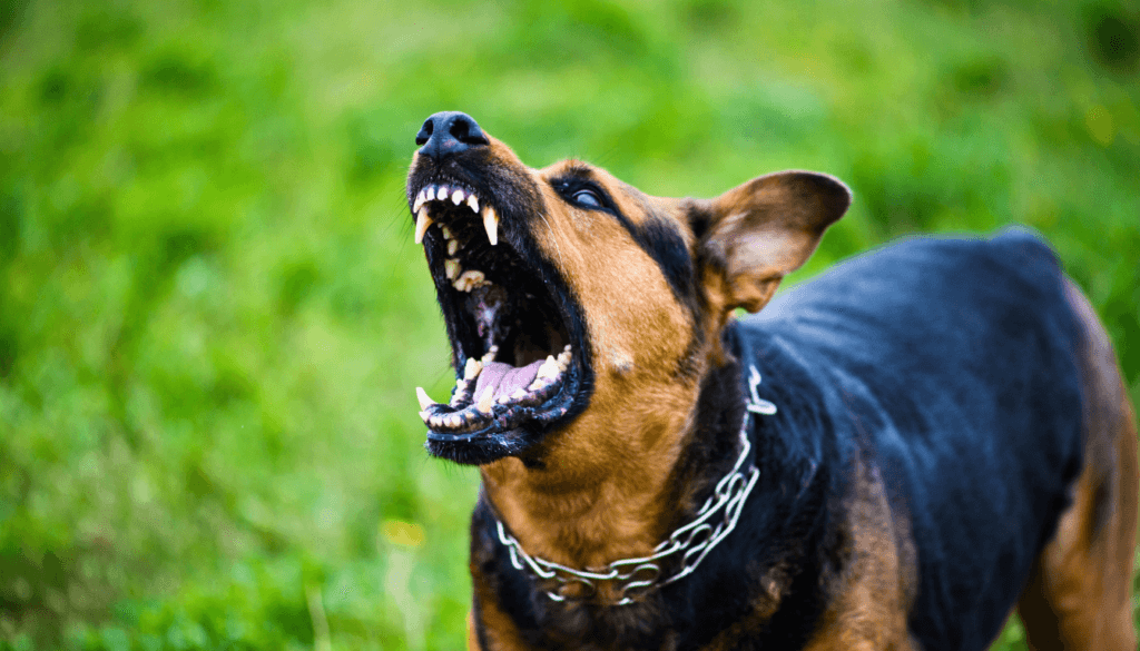 Rabies In Dogs: Symptoms, Causes, & Prevention - Doggytastic!