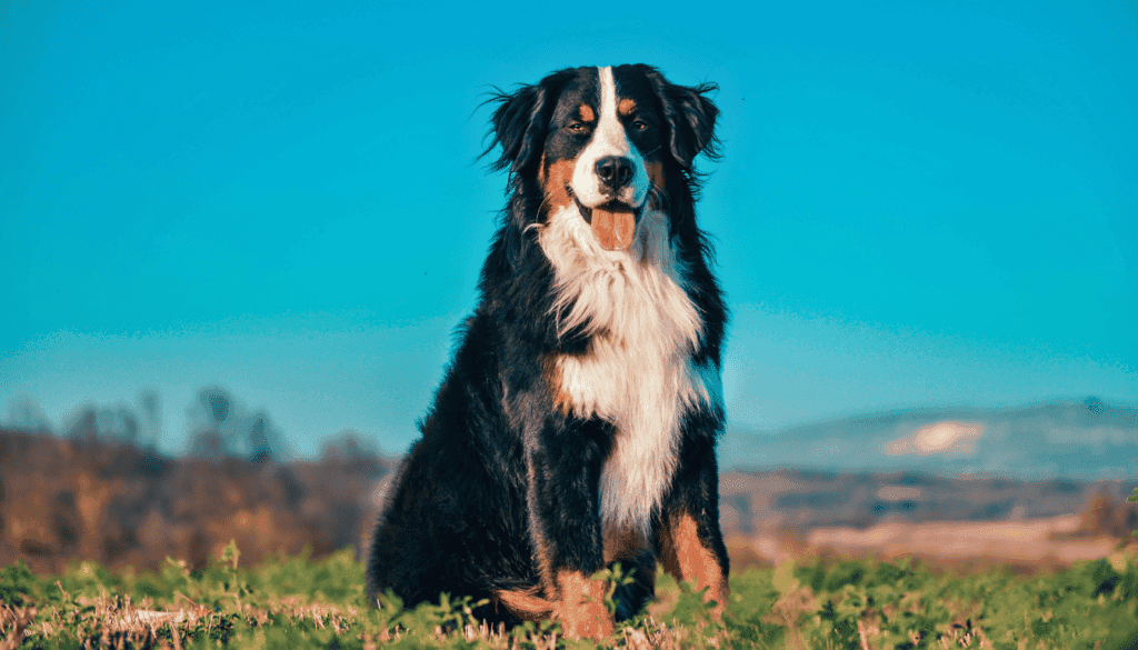 8 Dog Breeds That Are Big And Fluffy - Doggytastic!