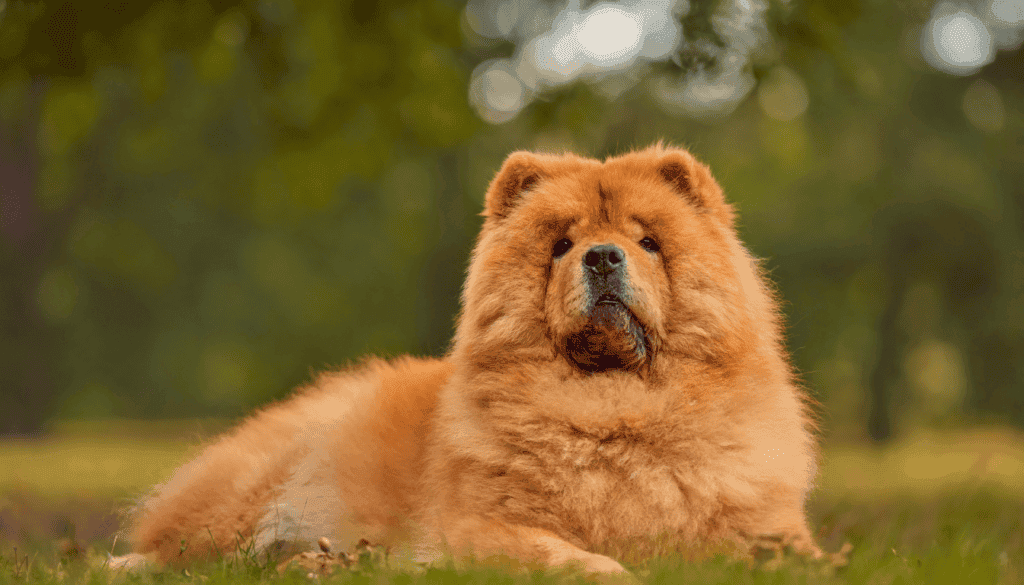 8 Dog Breeds That Are Big And Fluffy - DOGGYTASTIC