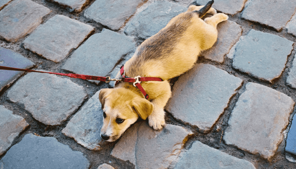 What to Do When Your Dog Refuses to Walk: Causes & Solutions That Work ...
