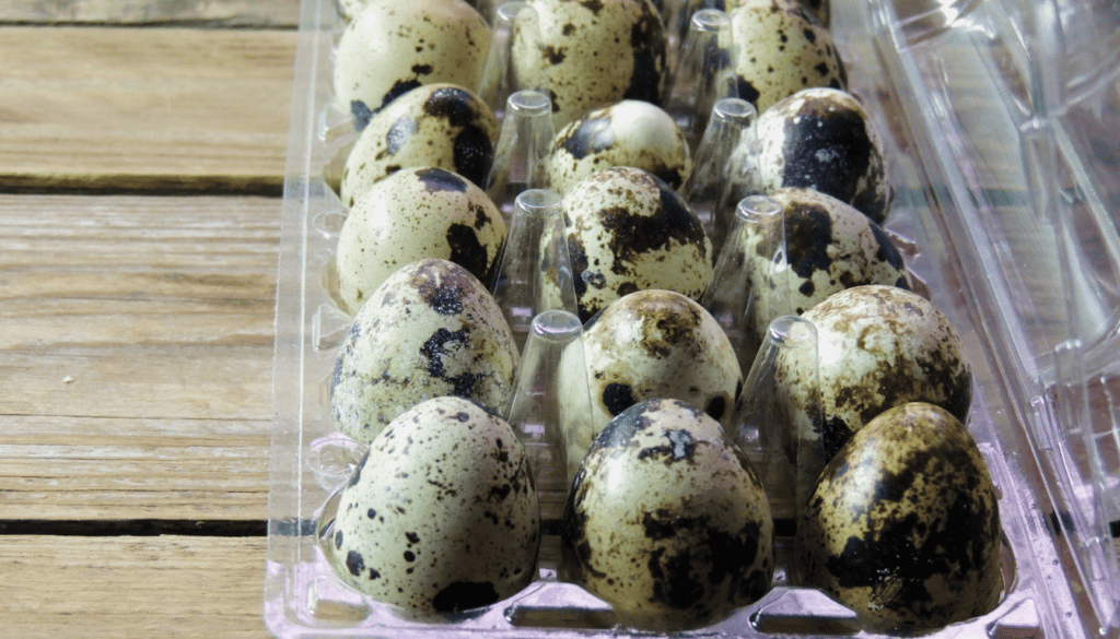 Can Dogs Eat Quail Eggs? Absolutely. Here’s Why! - DOGGYTASTIC