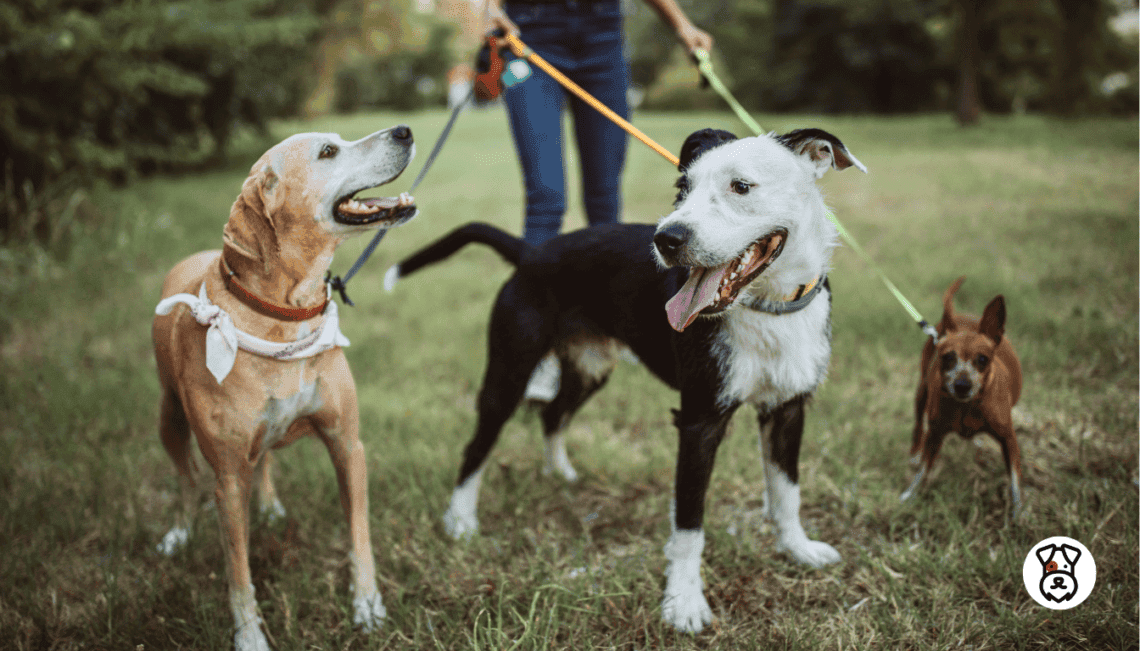 How to Calm an Overexcited Dog When Walking - Doggytastic!
