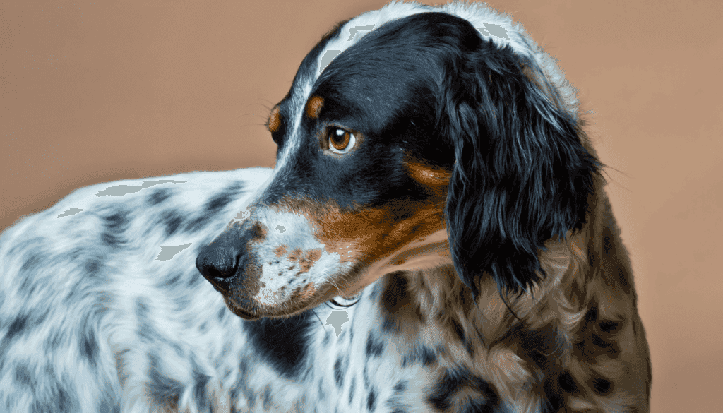 12 Sensational Spotted Dog Breeds: Polka-Dotted Pooches You’ll Love ...