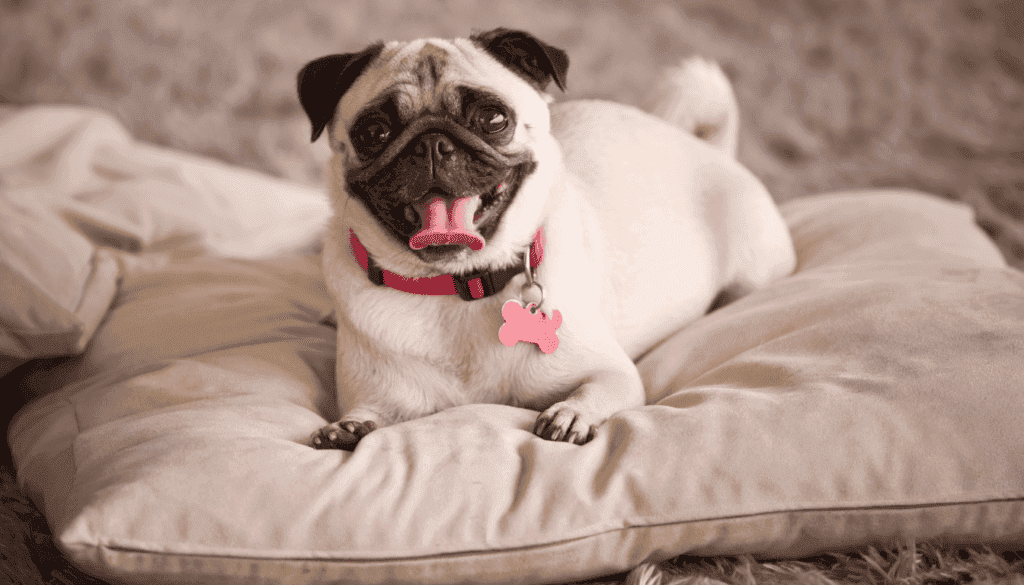 8 Dog Breeds That Fart A Lot: Gassy Canines Exposed - DOGGYTASTIC