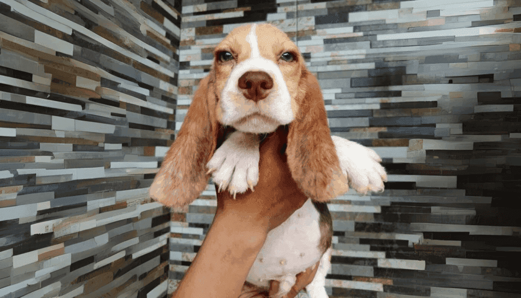 Snoopy Is Real! Dog Breeds That Really Look Like The Cartoon Pup ...