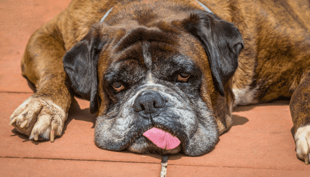 Does Your Dog Groan When Lying Down? Here Are 6 Reasons Why - Doggytastic!