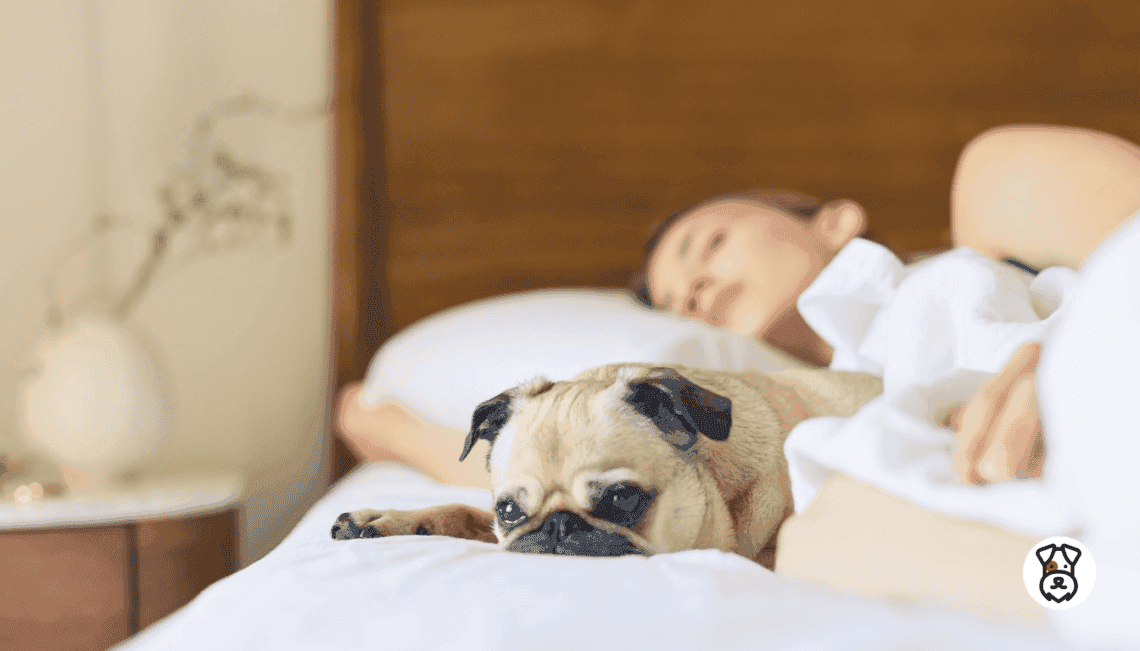 8 Reasons Why Your Dog Should Sleep With You - DOGGYTASTIC