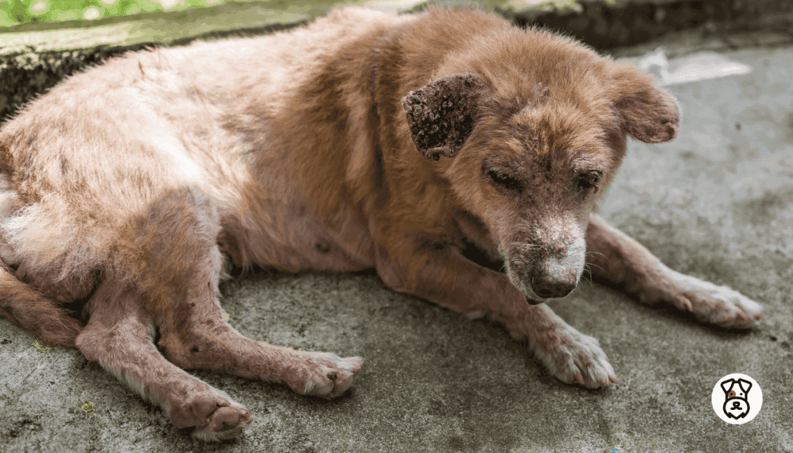 8 Effective Home Remedies To Help Dogs With Mange - Doggytastic!