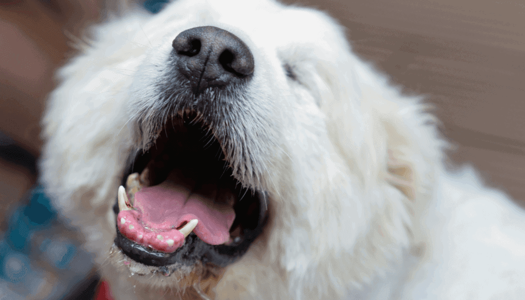 10 Strange Sounds Dogs Make And What They Really Mean - Doggytastic!