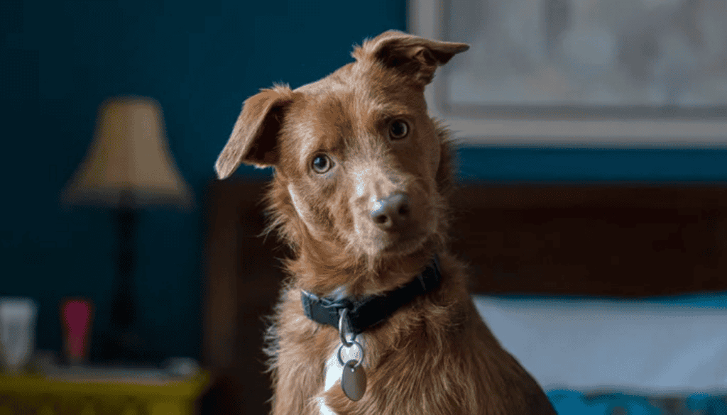What Your Dog’s Ear Position Means - DOGGYTASTIC
