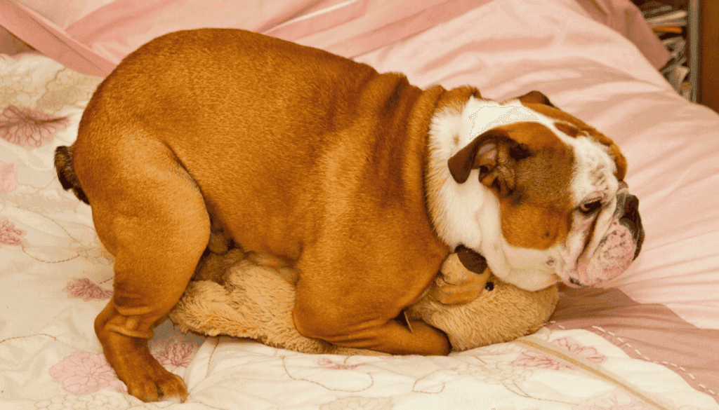 8 Reasons Why Dogs Hump Your Leg - Doggytastic!