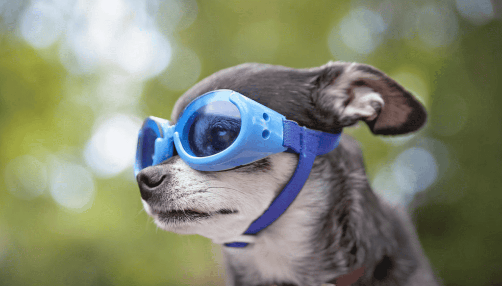How Dog Goggles Can Protect and Enhance Your Pup’s Vision - DOGGYTASTIC