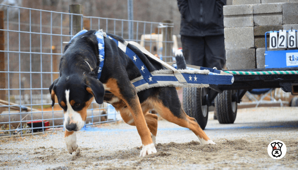 What Is Dog Weight-Pulling? A Guide to the Sport of Dog Pulling ...
