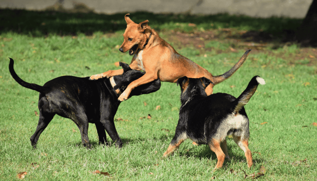 How To Discipline A Dog After Fighting: Effective Strategies That Work ...