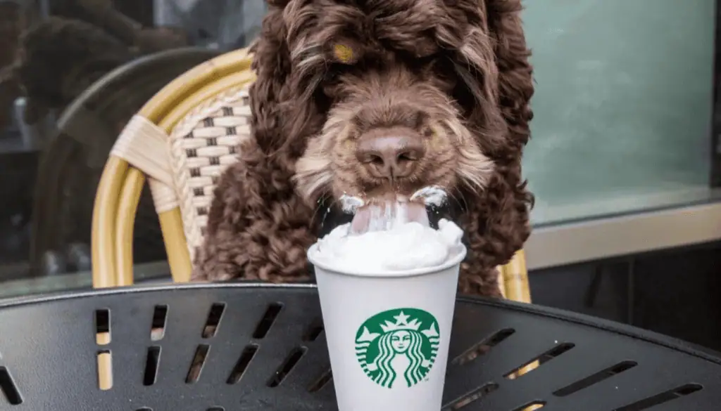 What’s in a Starbucks Puppuccino? Is This Secret Menu Treat Safe for ...