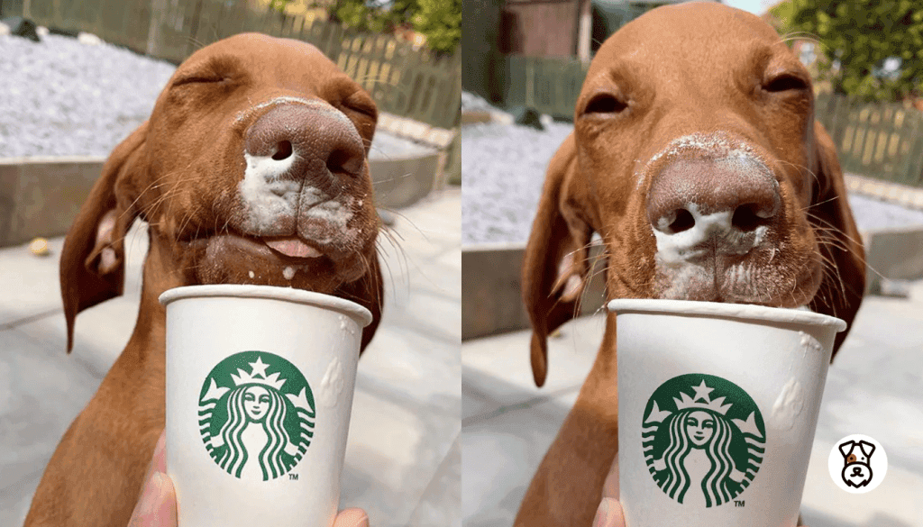 What’s in a Starbucks Puppuccino? Is This Secret Menu Treat Safe for ...