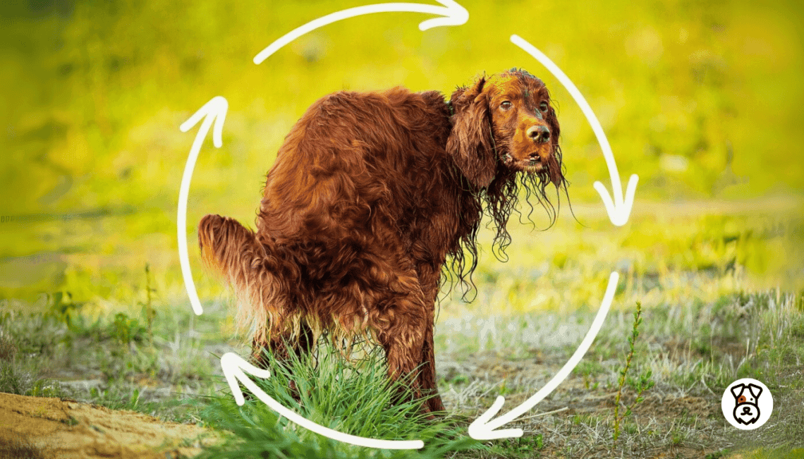 Why Do Dogs Circle and Spin Around Before Pooping? - Doggytastic!