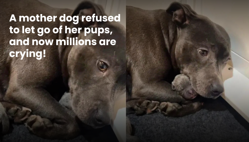 A Protective Mother Staffy Cradles Her Tiny Newborn Pups and Refuses to ...