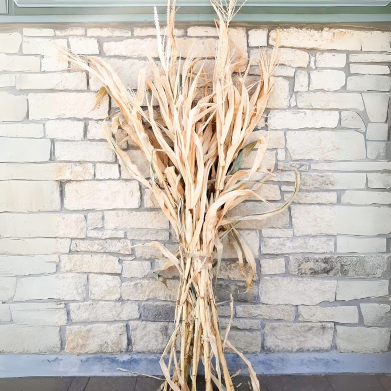 GrimmsGardens Dried Corn Stalk Bundle - Drew & Jonathan