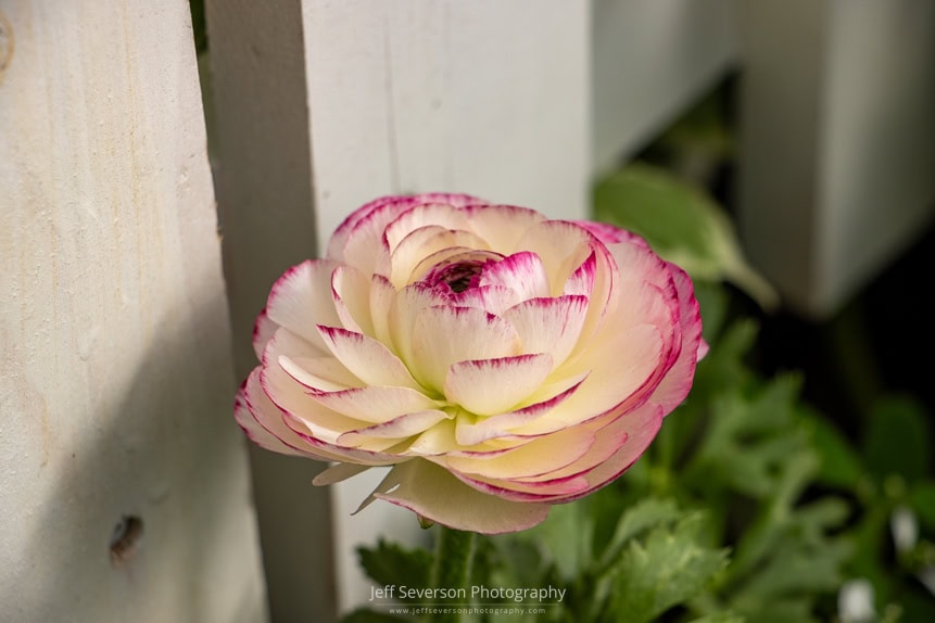 White & Pink Ranunculus - Adams Garden Show 2024 - Jeff Severson ...