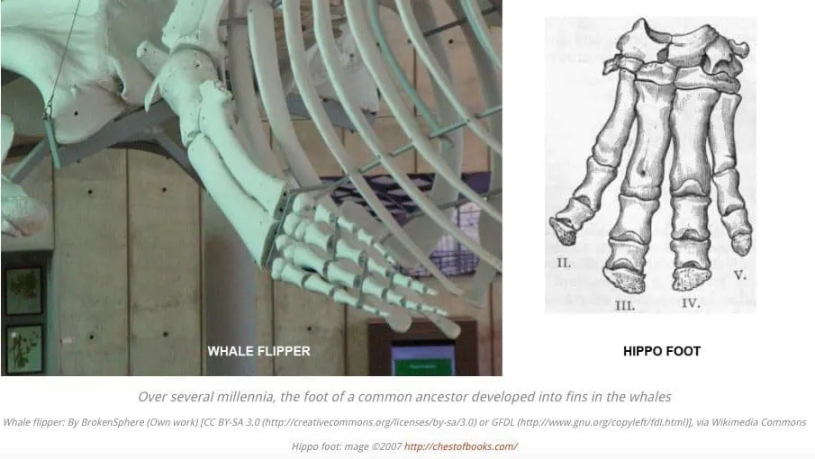 whale fin skeleton structure