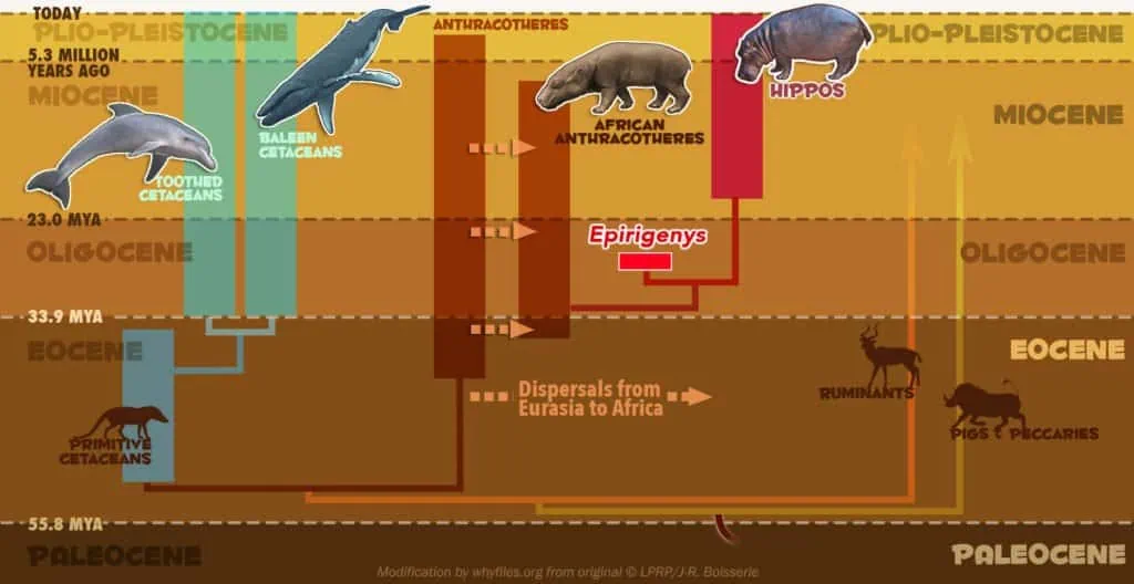 whale evolutionary tree