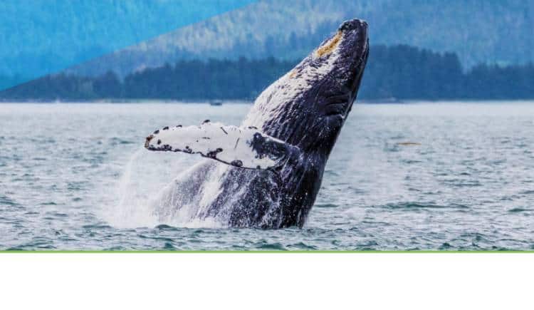 Juneau Whale Watch | Top Whale Watching Tours in Juneau Alaska