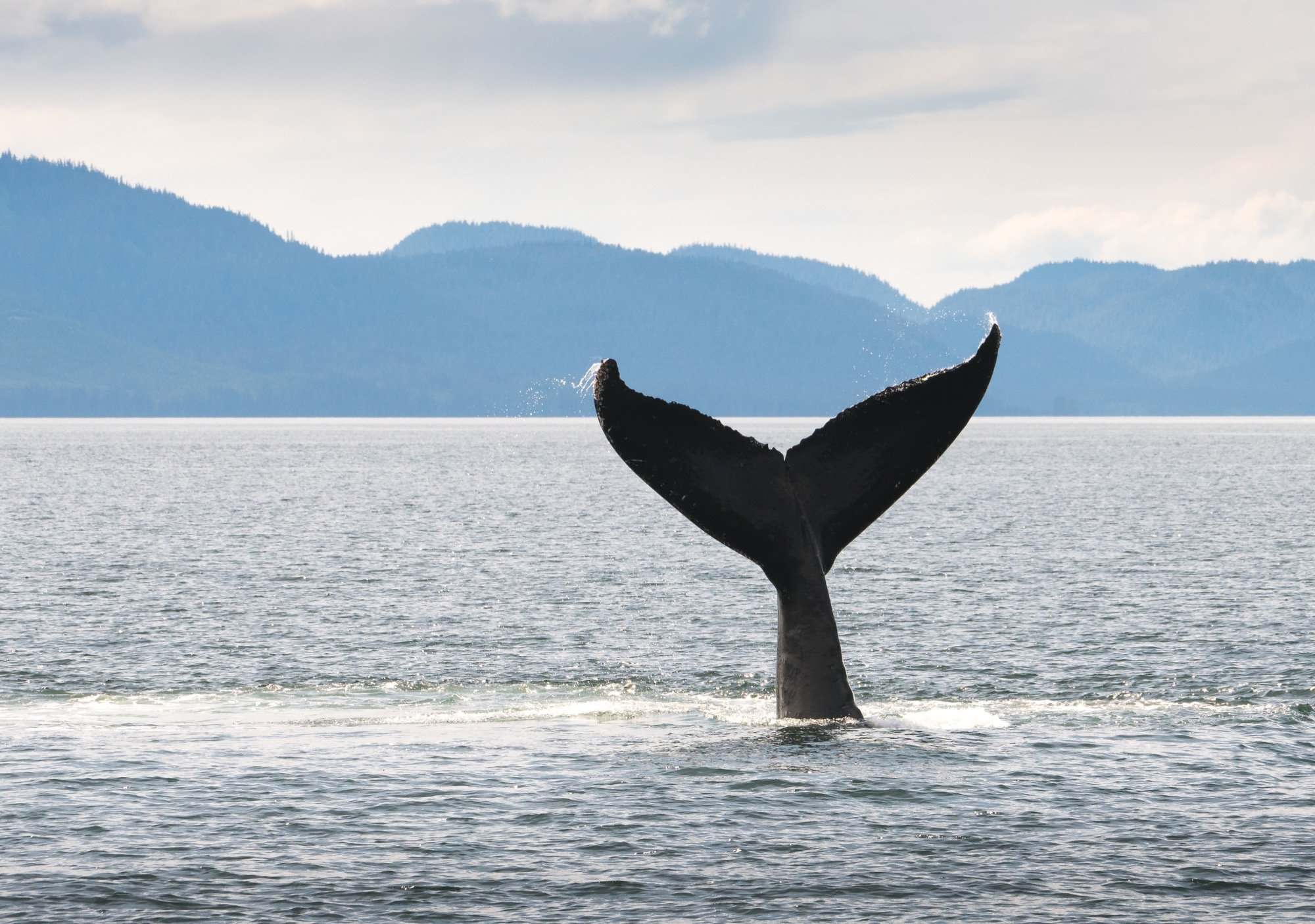 What To Bring on a Juneau Whale Watching Tour in Juneau, Alaska