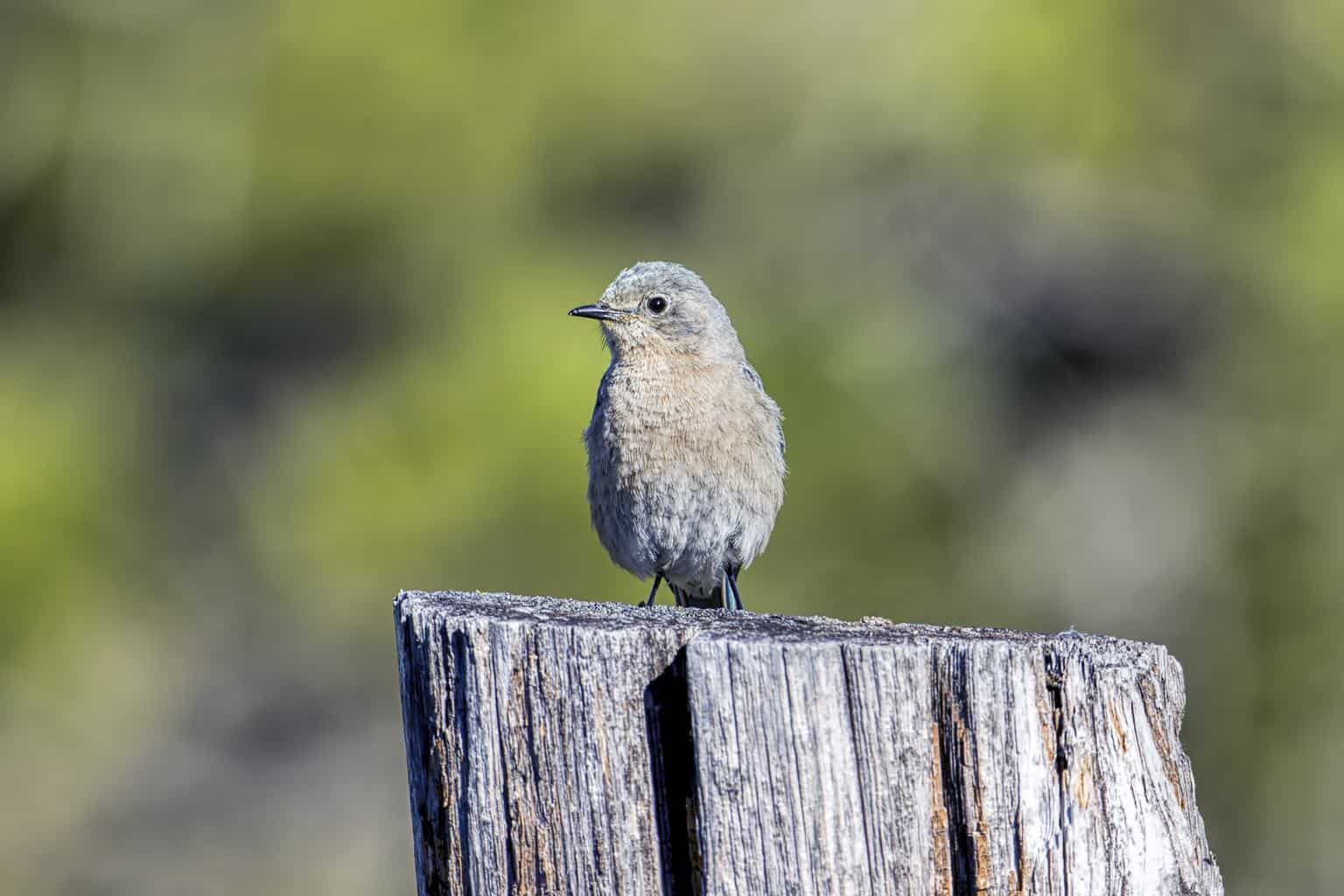 25 Must-See Birds in Utah: A Guide for Birdwatchers