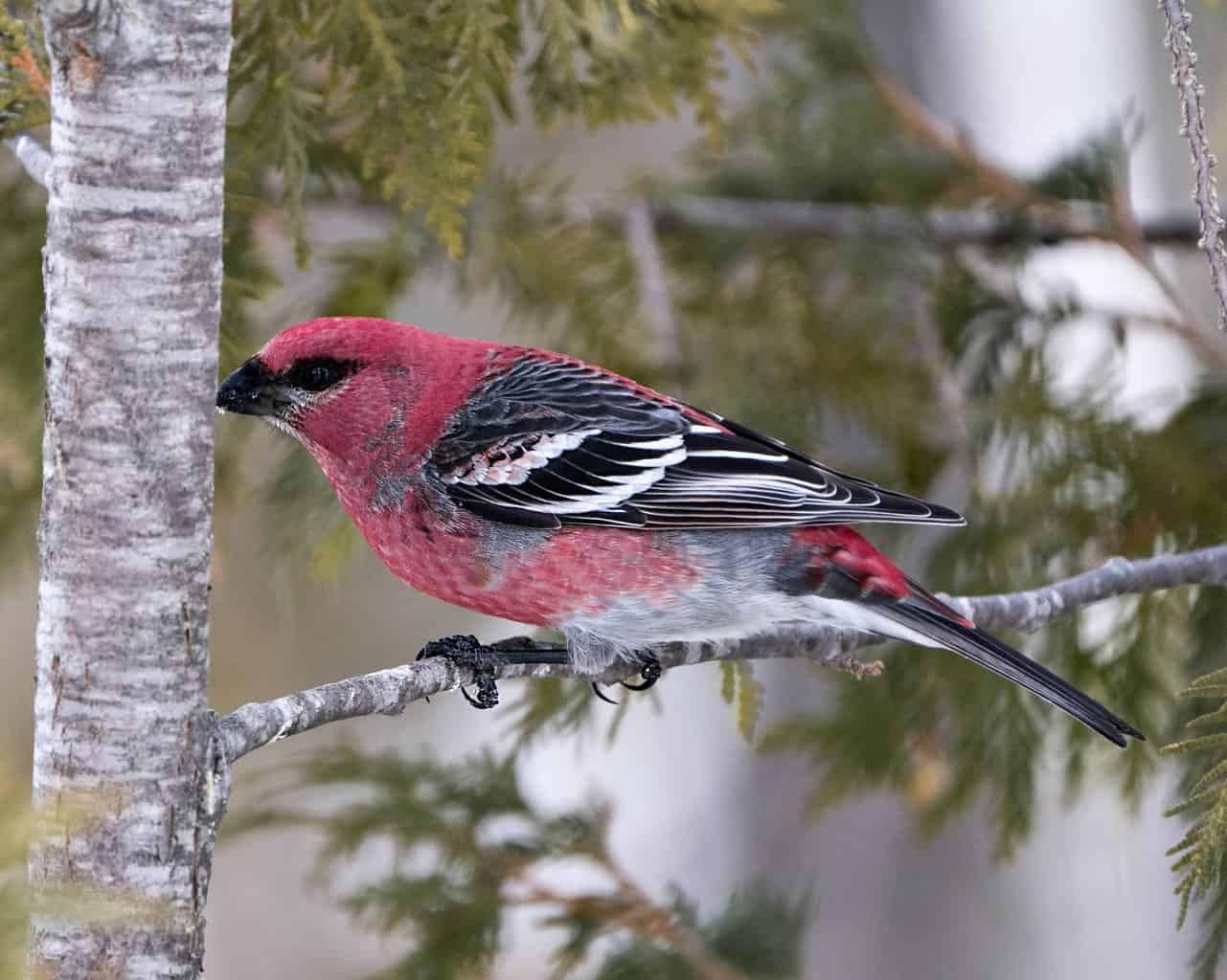 15 Finches in Washington: Fascinating Feathered Wonders