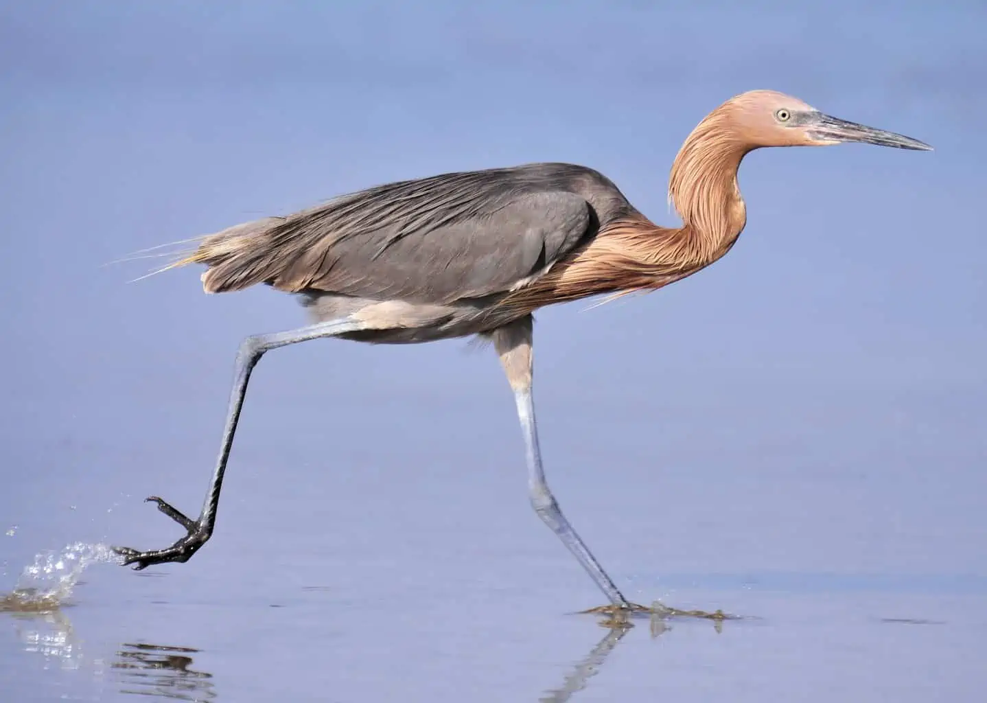 25 Must-See Birds in Utah: A Guide for Birdwatchers