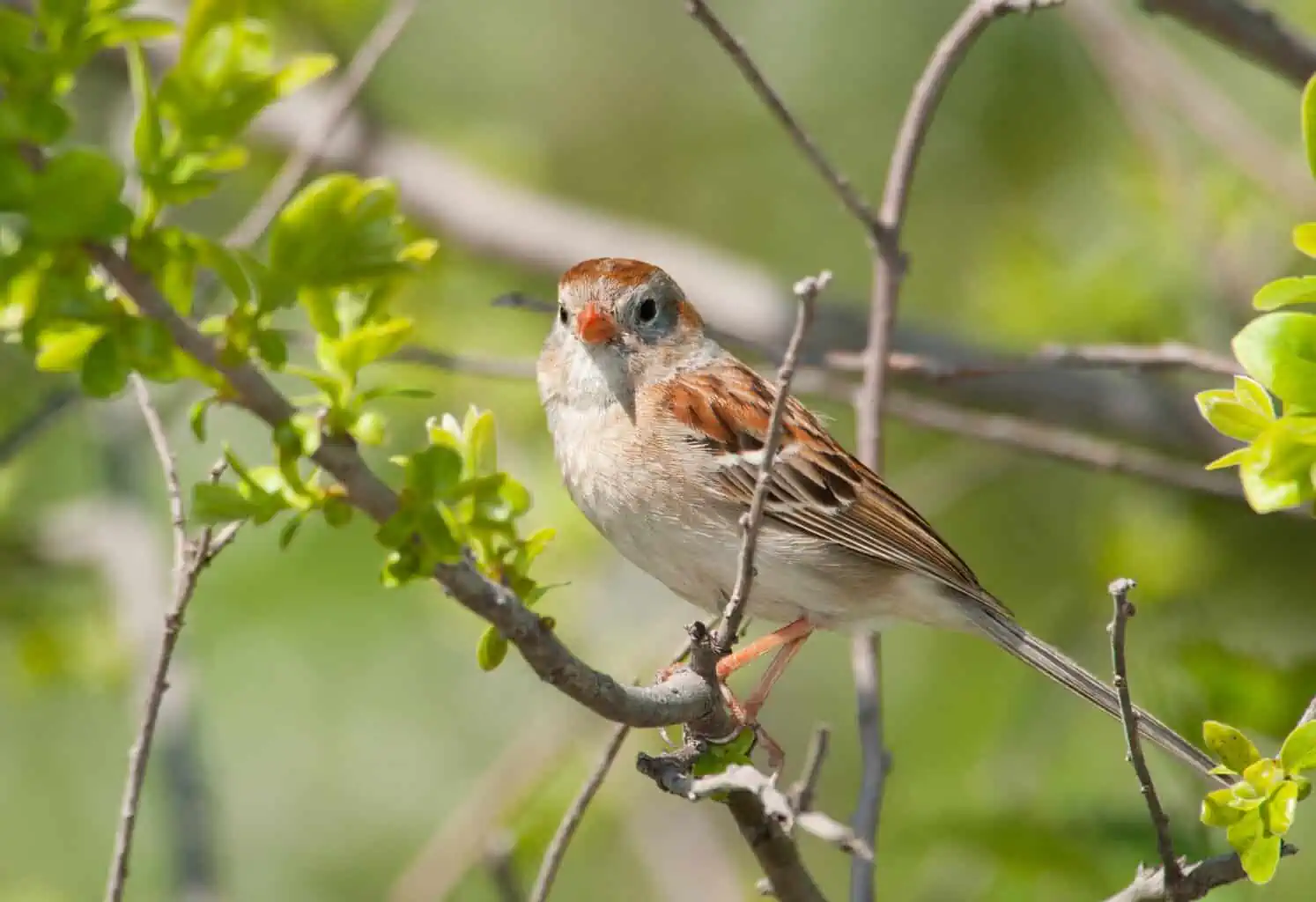24 Sparrows in Minnesota: Species, Habitats, and Behaviors