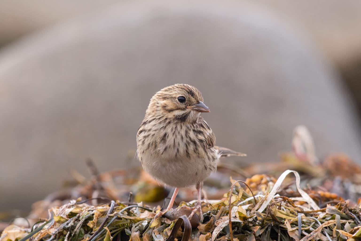 36 Sparrows in Texas: A Guide to Identification and Behavior