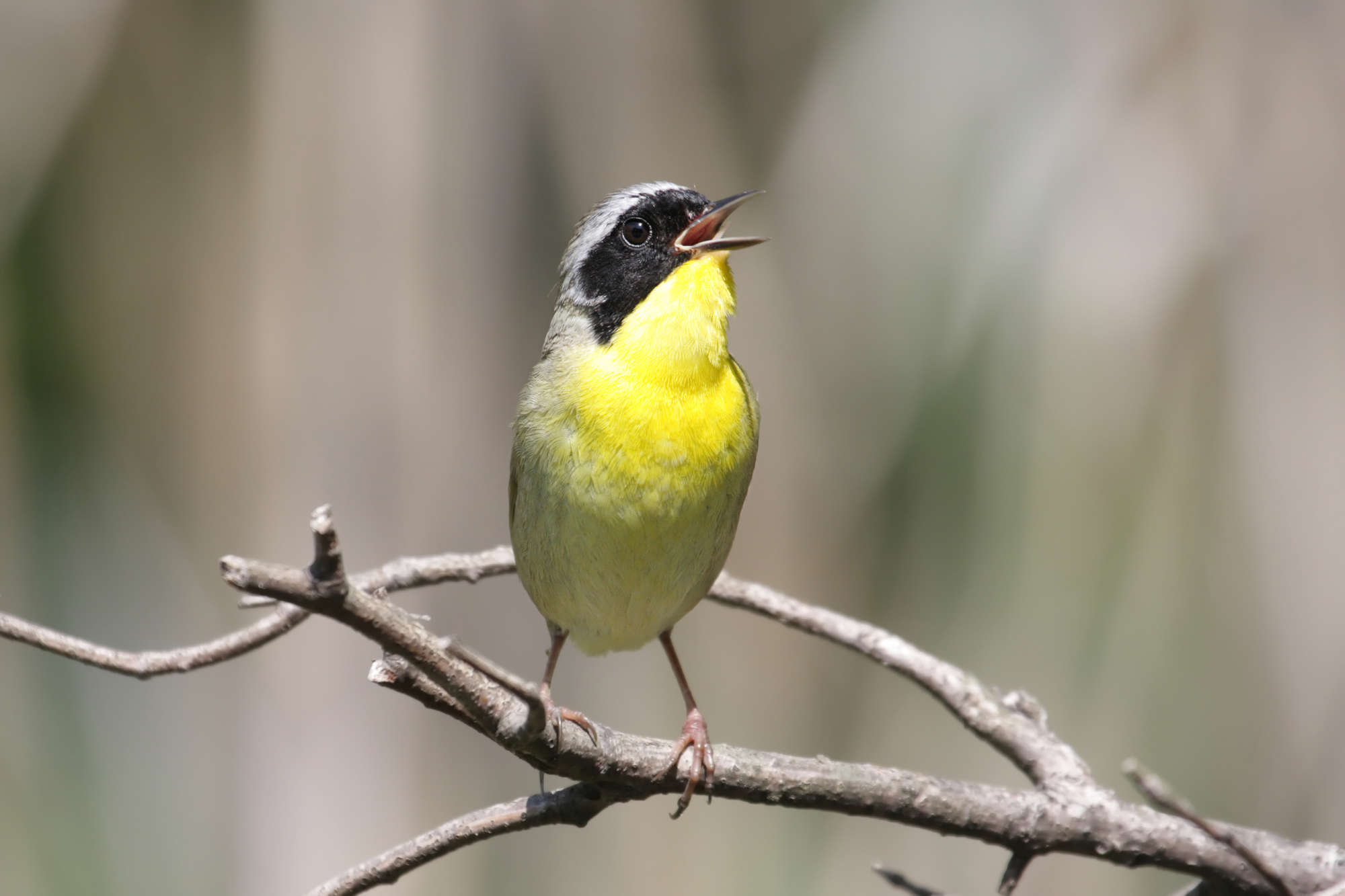 Small Birds in Georgia: 20 Examples to Spot in the Wild