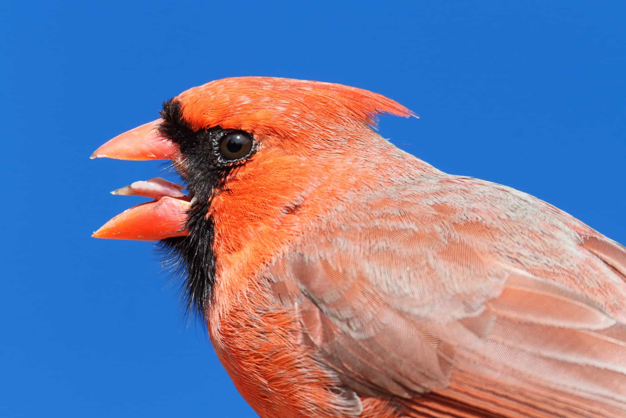 13 Ways to Attract Cardinals Without Spending a Fortune - Wild Bird Scoop