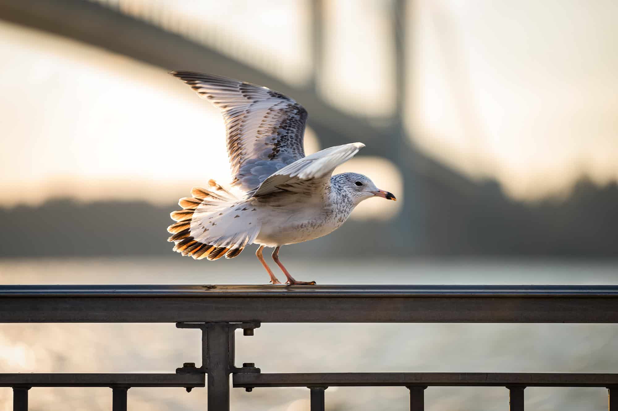 What Every Urban Birder Needs to Know About Habitat Loss