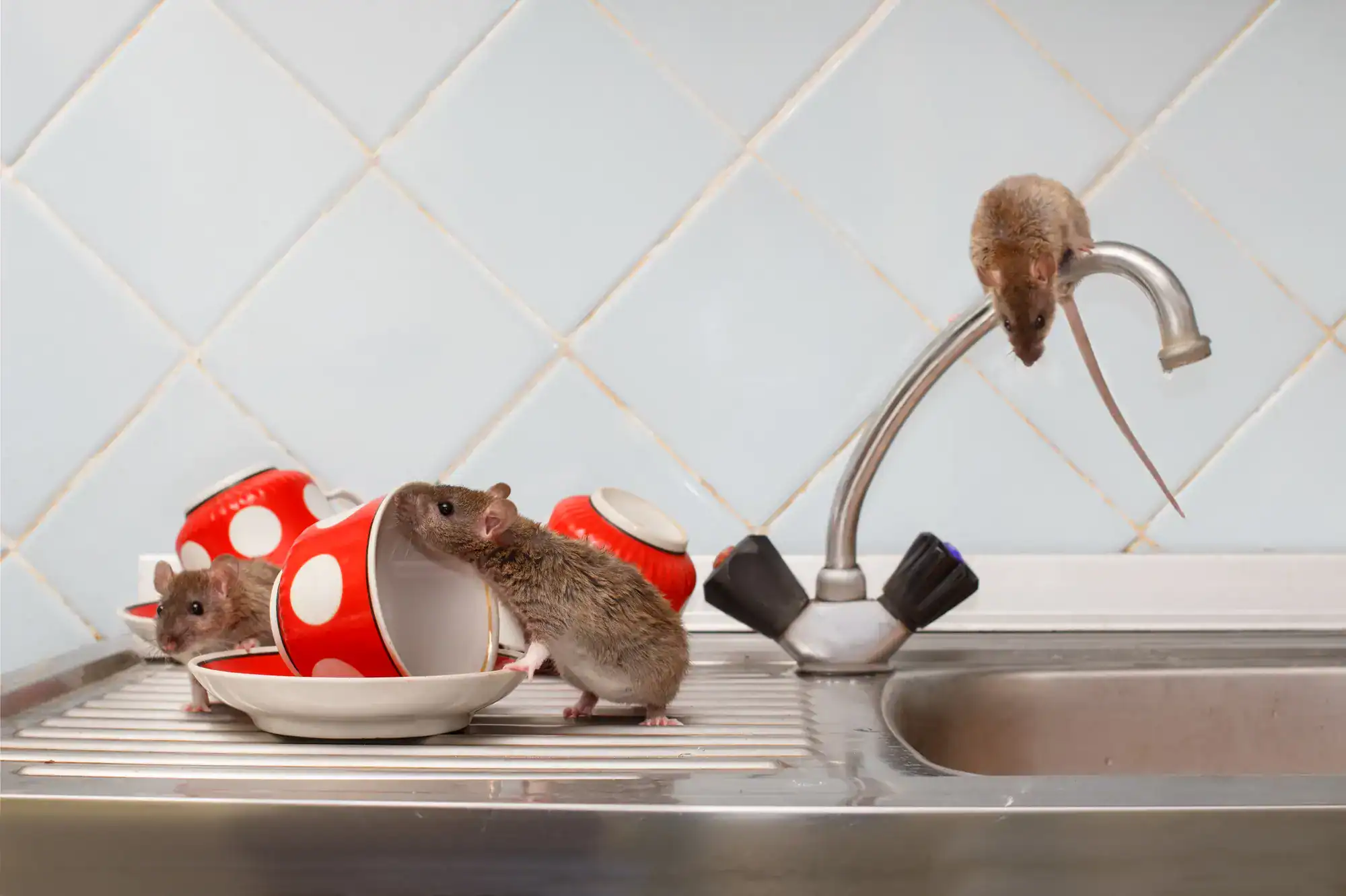 Rodent Control Florida | Expert Rat & Mouse Exterminators