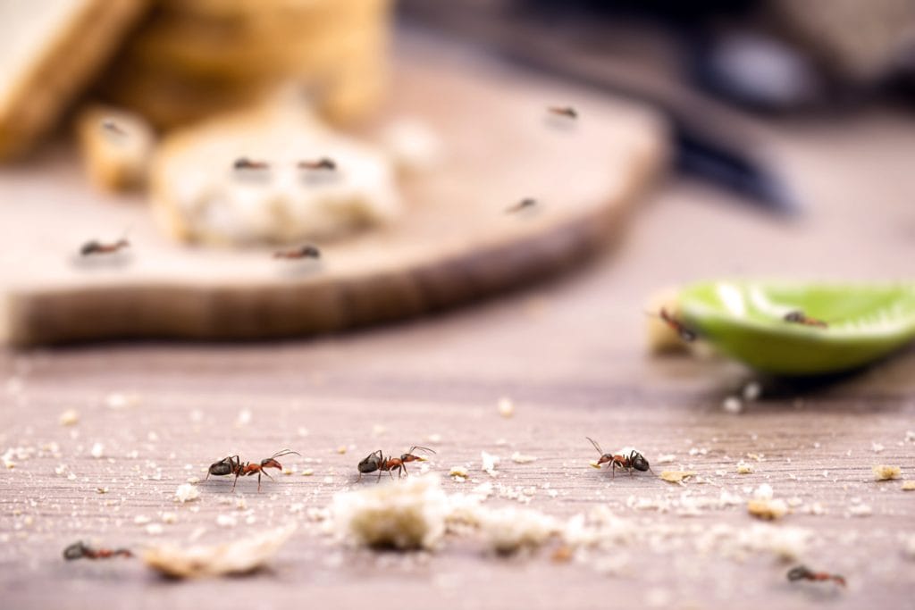 Ant Pest Control, Florida | Ant Control Near me