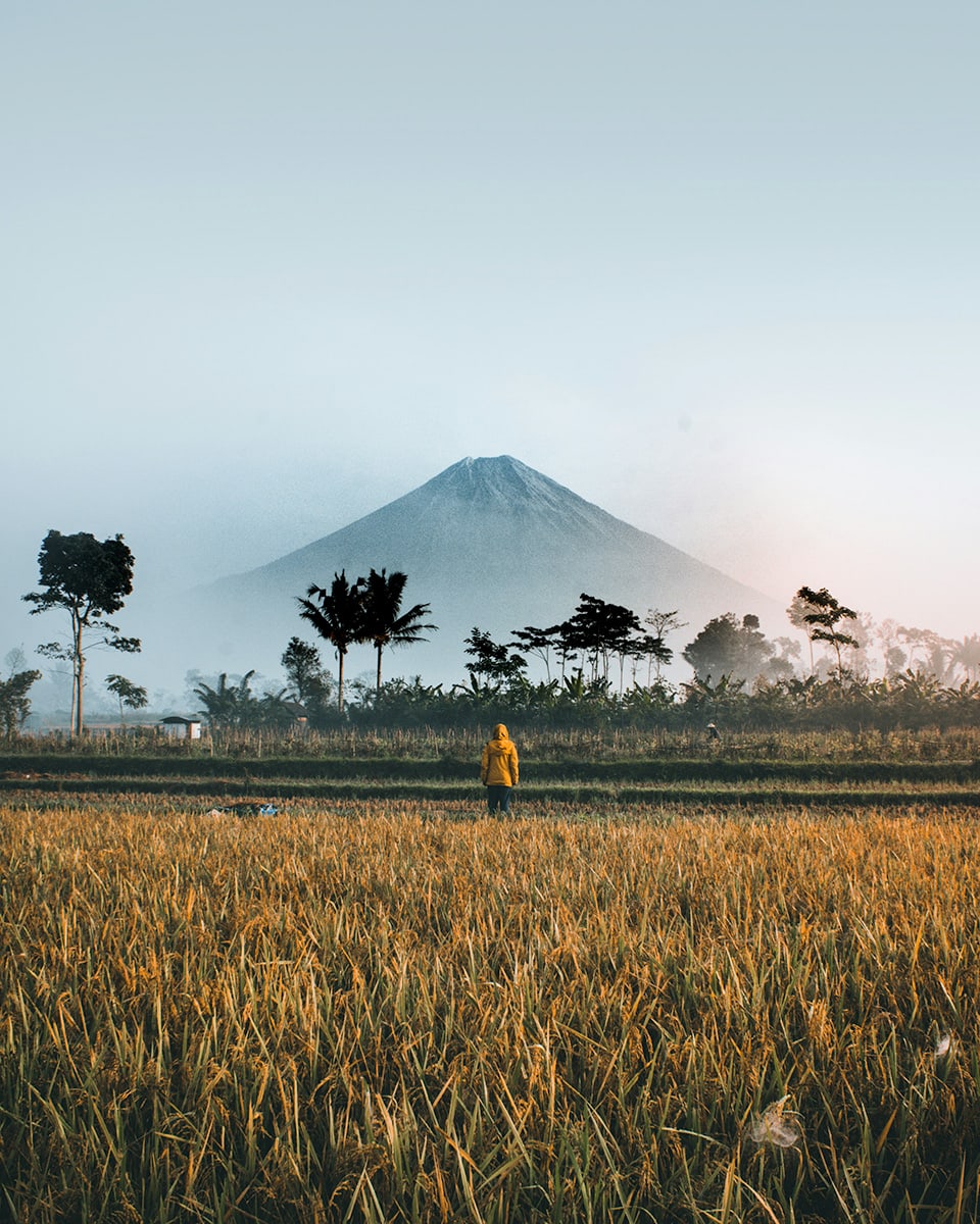 Bali Rice Fields: 11 Best Rice Terraces You Should Visit