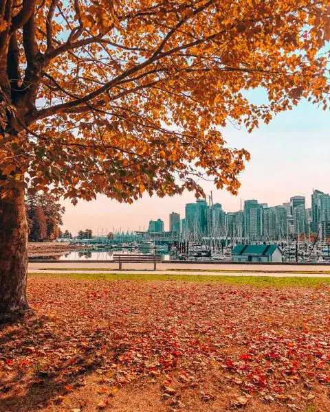 Stanley Park Vancouver: Local Insider Guide (2026)
