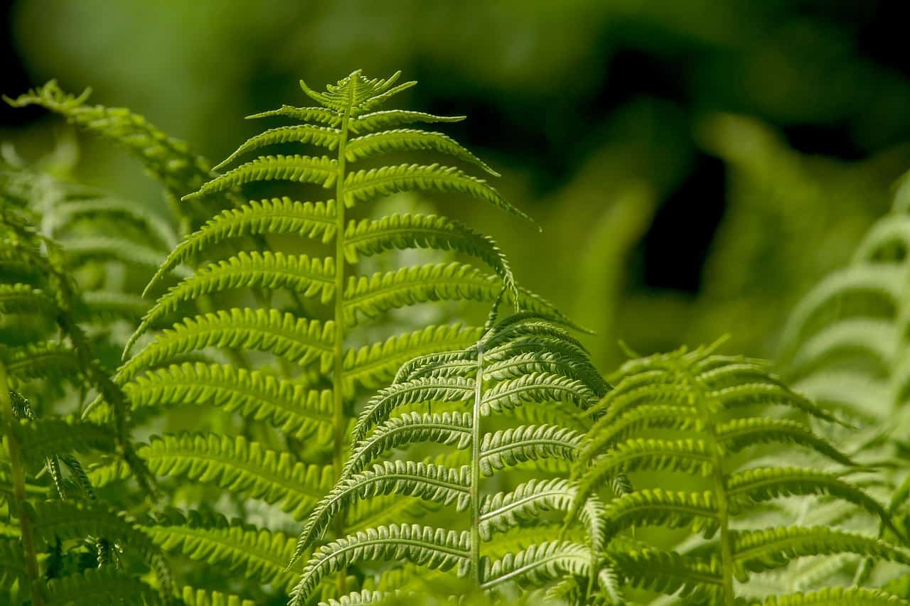 How to Make Homemade Fertilizer For Ferns - What to Avoid