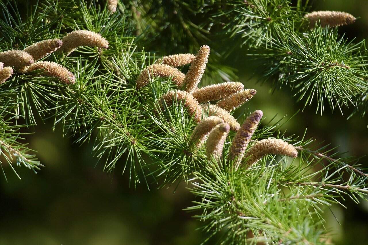 When to Plant Cedar Trees? Best Time & Seasonal Tips
