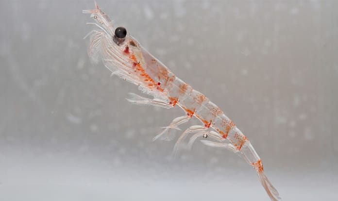 F3 – Future of Fish Feed launches Krill Replacement Challenge - Feed ...