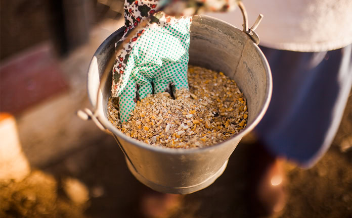 The role of feed additives in improving animal production performance ...