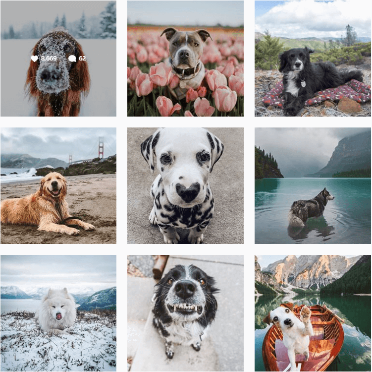 ️ Das sind die wahren #adventuredogs auf Instagram - Flummi's Diary