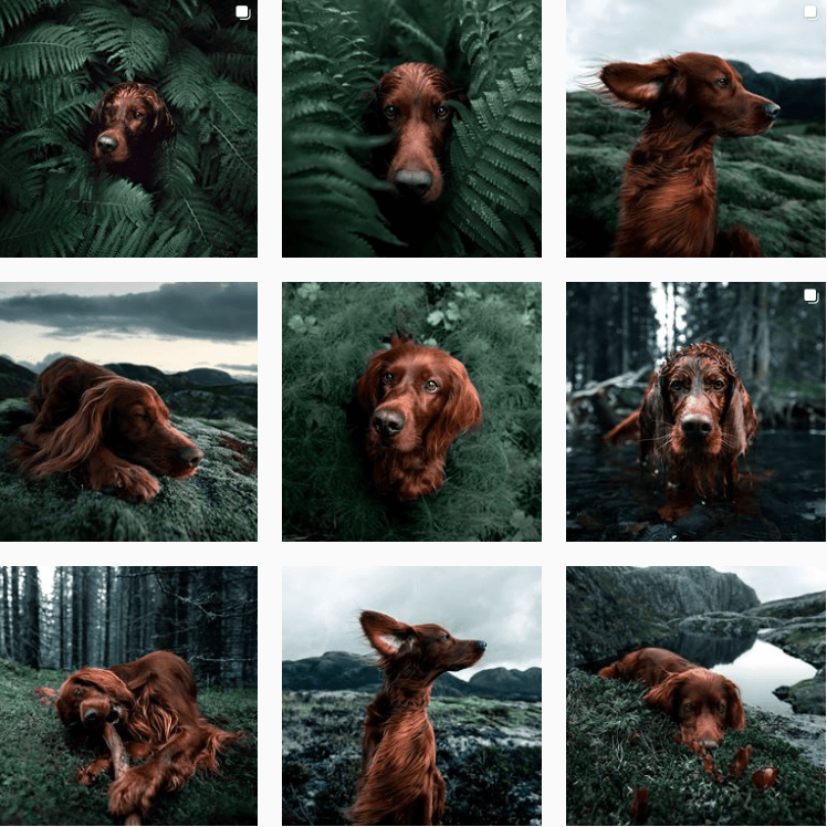 ️ Das sind die wahren #adventuredogs auf Instagram - Flummi's Diary