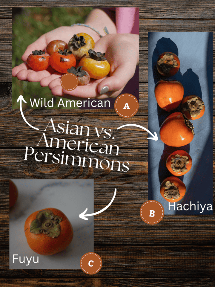 How to Make Persimmon Pulp from Wild Persimmons - Southern Food Junkie