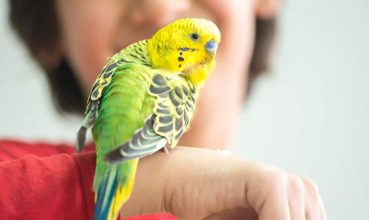 How to Bond with Your Bird | Fun Games and Activities - Shed Happens